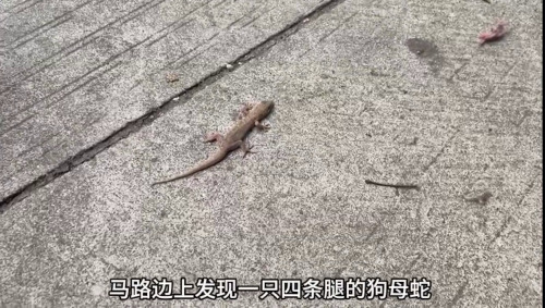 马路边一只四条腿的狗母蛇,趴在地上一动不动,这是怎么了