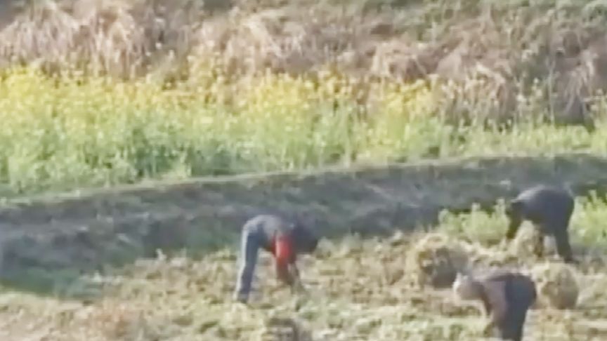 大片庄稼接连遭殃 村民扎稻草人毫无作用 这下可把村民们愁坏了