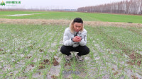 蒜苗生长期该怎么样处理? 特别注意这一点, 对蒜苗的生长至关重要