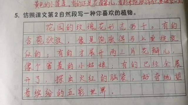 三下《荷花》习题,写一种自己喜欢的植物,用好排比句能增色加分