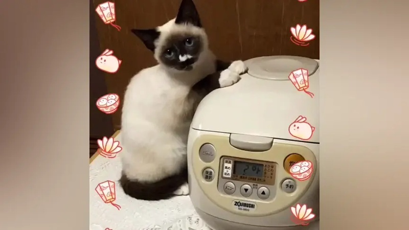 主子们都爱蹲电饭煲咖啡机嘛