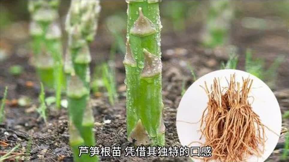 ...中国十大珍稀植物有哪些 羌活和独活的功效与作用 我国首次截获全球...