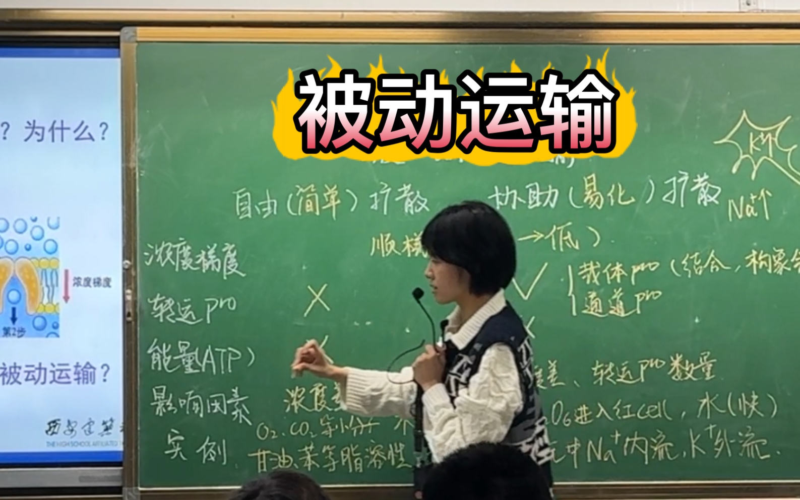 被动运输2