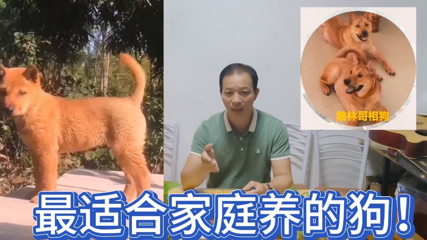 被公认为最适合家庭养的狗!你懂吗?