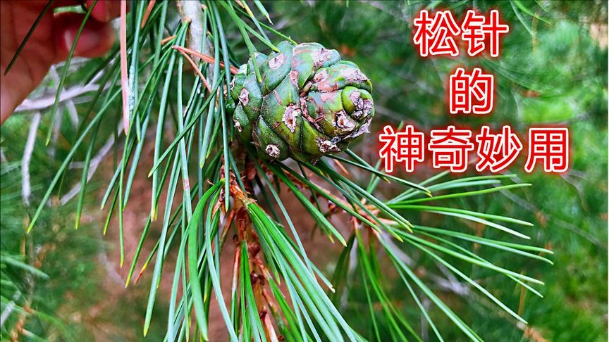 松树叶松针的神奇妙用,厉害了!用途太多了,现在知道还不晚!