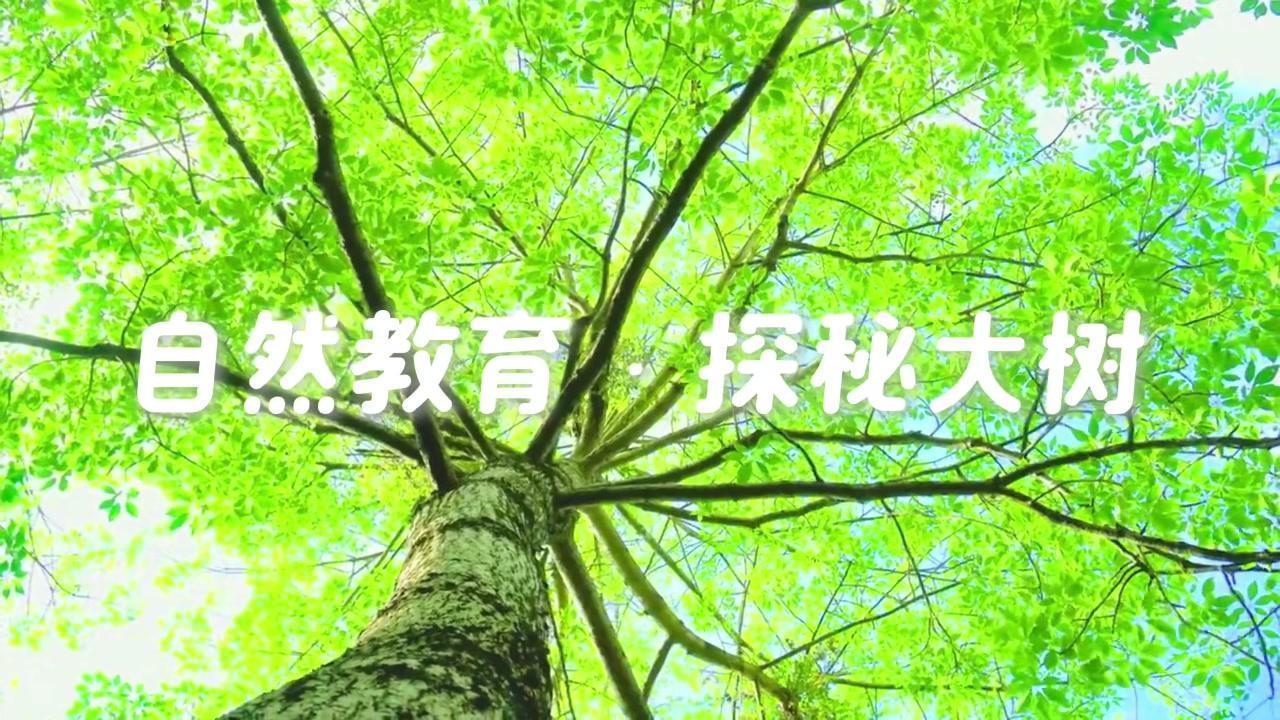孔村镇中心幼儿园的孩子们一起回归自然,探秘大树。在探索过程中...