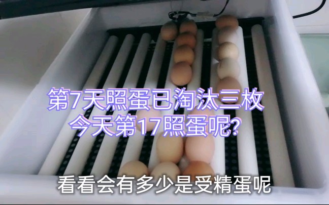 网购20枚鸡蛋受精蛋,孵化第17天照蛋看看怎么样