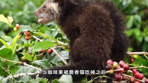 来看看咖啡的加工过程,自从吃了这个