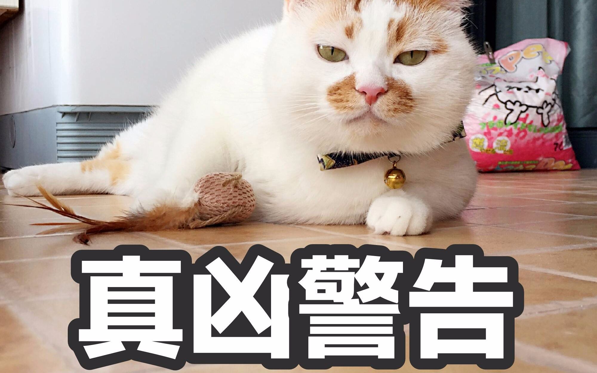 零基础自学俄语入门第十六课:所有格及动词不定式