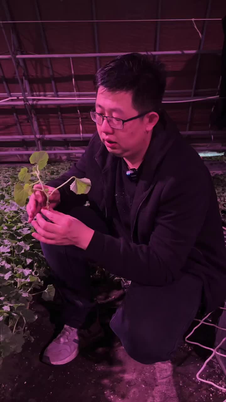 补光灯对于草莓到底有没有效果?