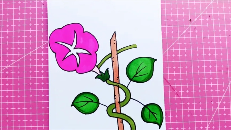 牵牛花简笔画这么画,简单好看,你喜欢吗