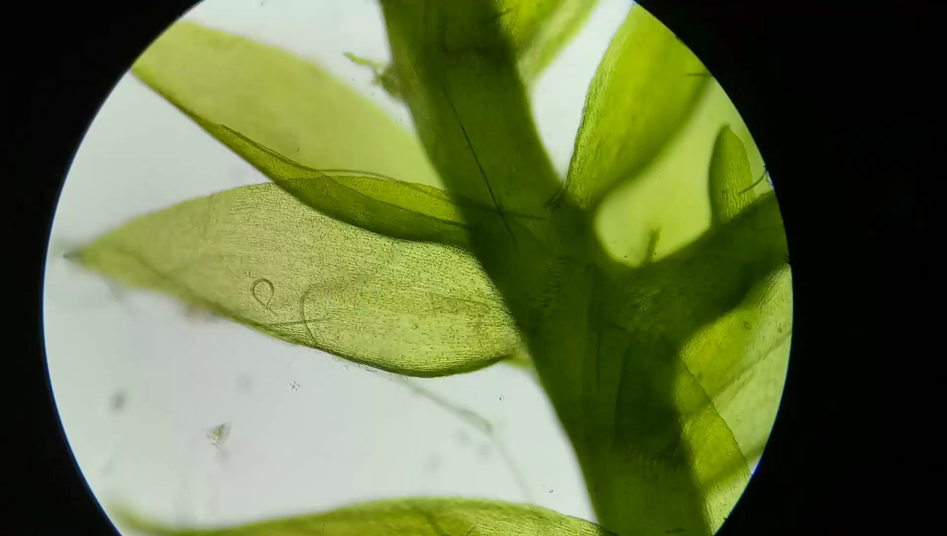160倍放大莫斯水草,发现上面有两个微生物