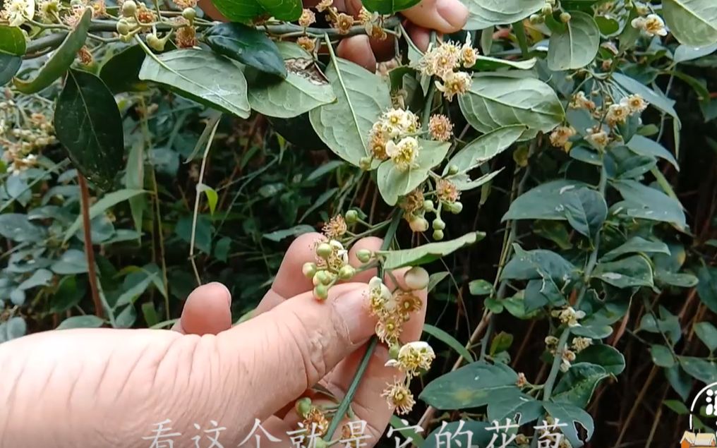 扁核木,有见过吗?核仁的好处我也是刚知道的,了解一下吧!