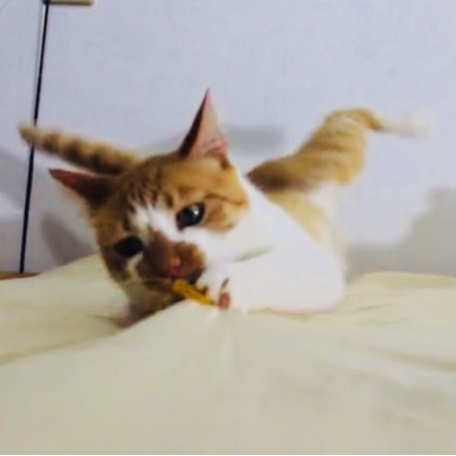 亲爱的奥莉 