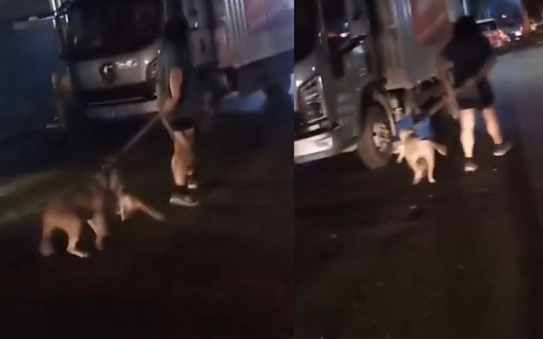 恶犬咬死流浪猫一路拖拽,女孩哭腔苦哀求,狗主冷眼相向径直离去