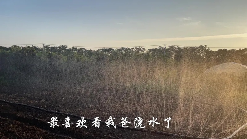 没有桃子都变心了,只爱摘桃子。等我忙完这阵又可以摘桃子去了呢