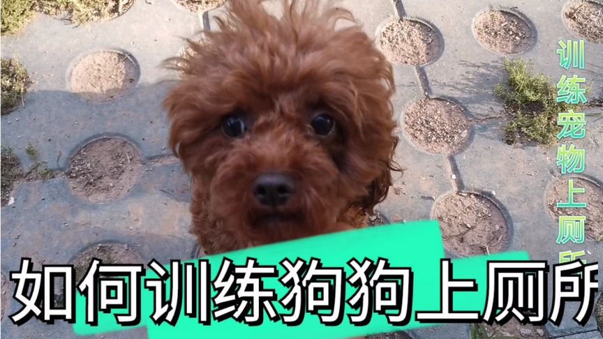 新手养狗到处乱拉乱尿,资深铲屎官教你如何训练狗狗上厕所,干货