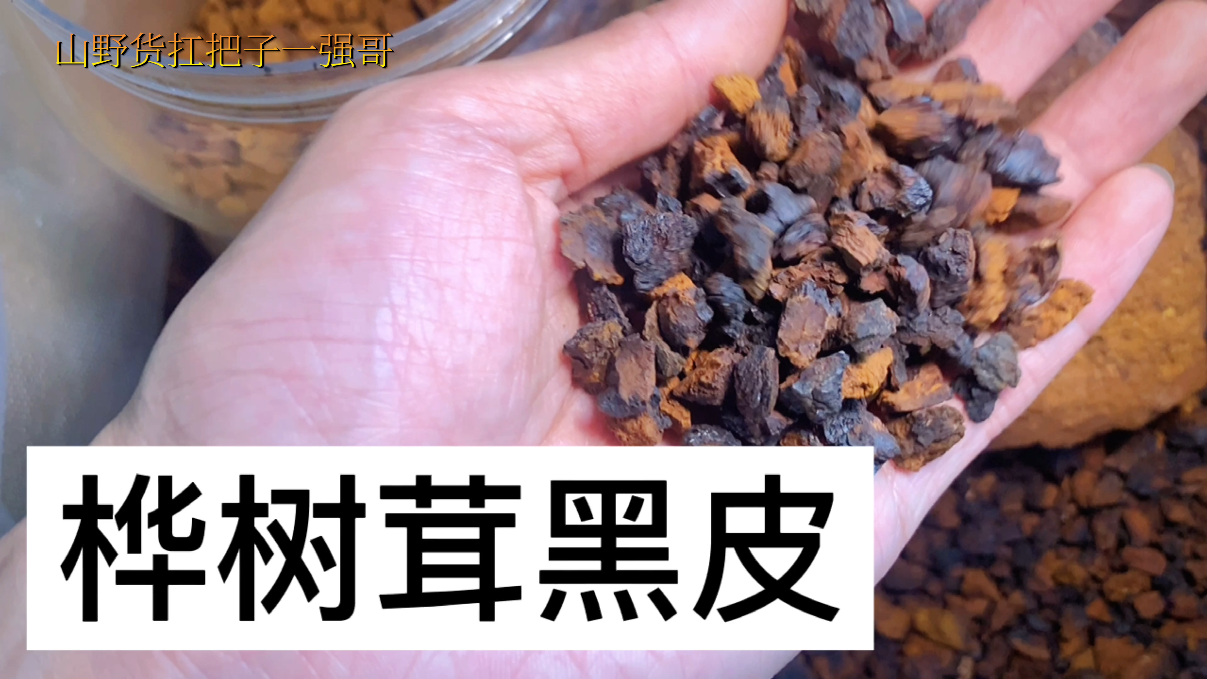 东北深山里稀有的桦树茸,怎么冲泡才好?