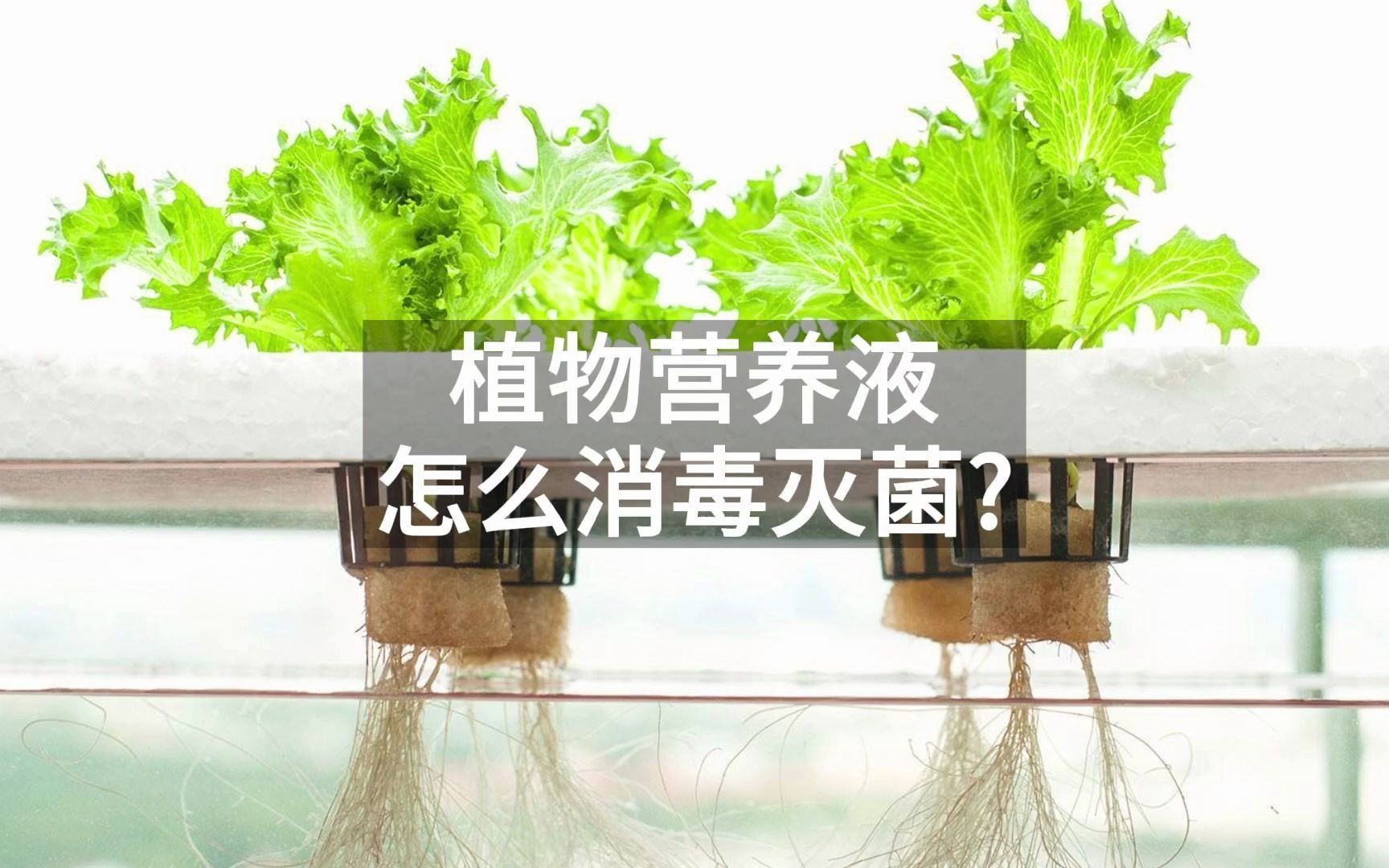 无土栽培循环营养液的灭菌如何选择?