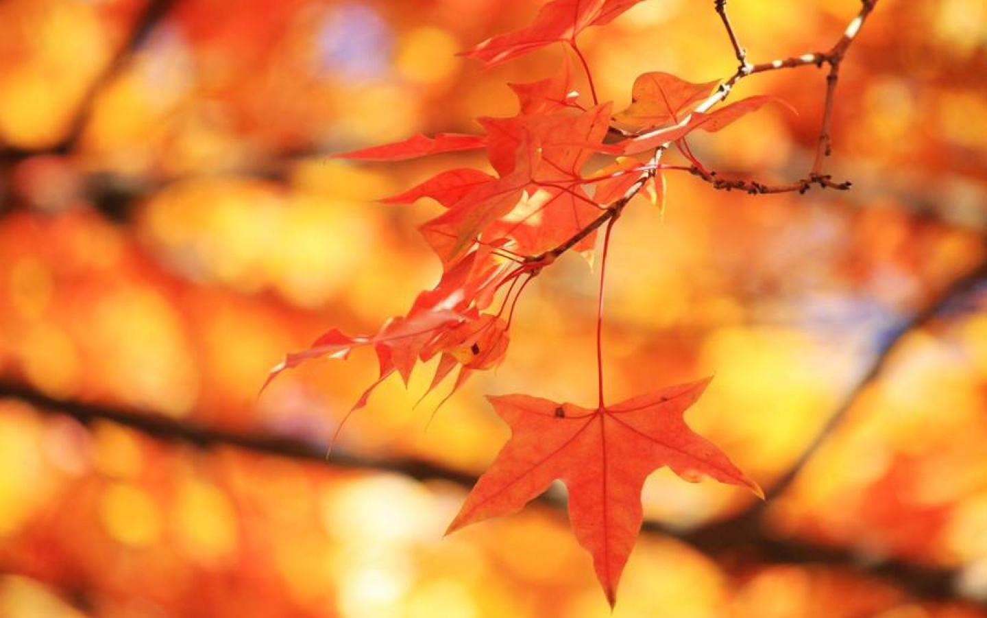 秋日私语 A Comme Amour