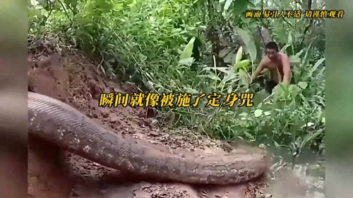 精彩的动物世界:蟒蛇的压迫感真是太强了,小哥已经吓傻了