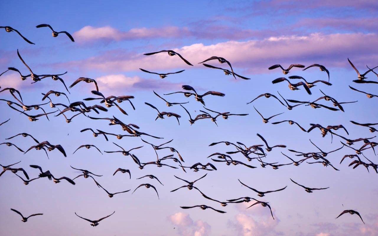 动物靠什么辨别方向?听觉、视觉、磁场定向显本领