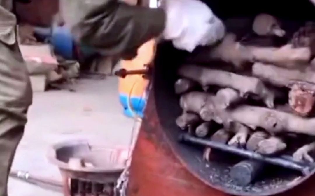 花2800盘下一个小型家用版炭化炉,没想到自制木炭真方便