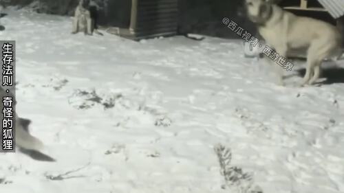 狐狸的逆袭大作,遭群狗围攻咬住对方命根,肆意妄为公然挑衅大狗