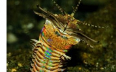 恐怖的生物 博比特虫 Bobbit worm