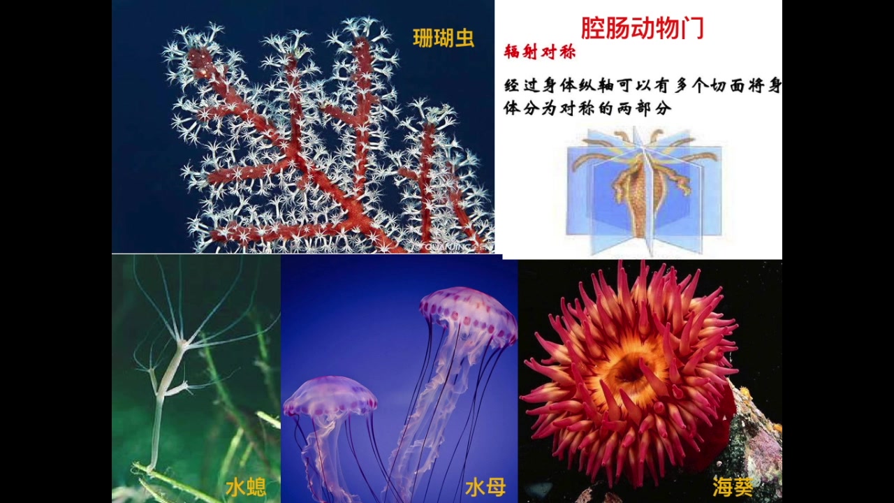 动物的多样性(上)