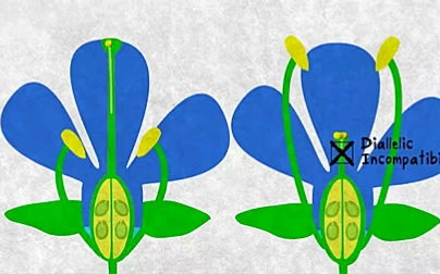 【中字】花朵多态性 达尔文的著作可不止《物种起源》!@阿尔法小...