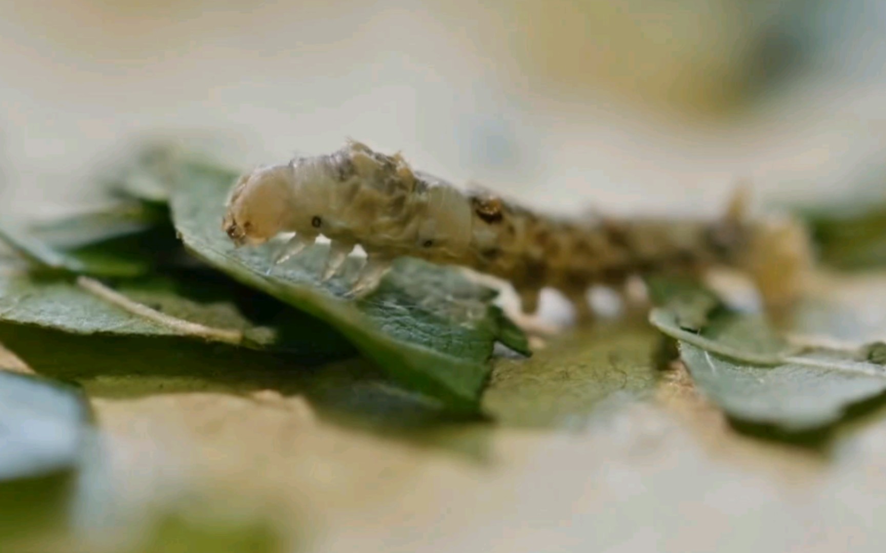 中国是世界上最早养蚕的国家,僵蚕是一味中药