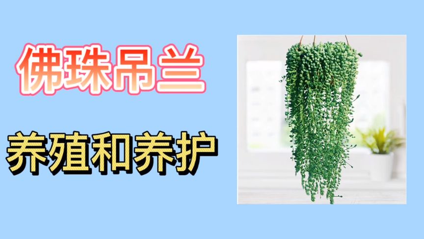 佛珠吊兰养殖方法和注意事项
