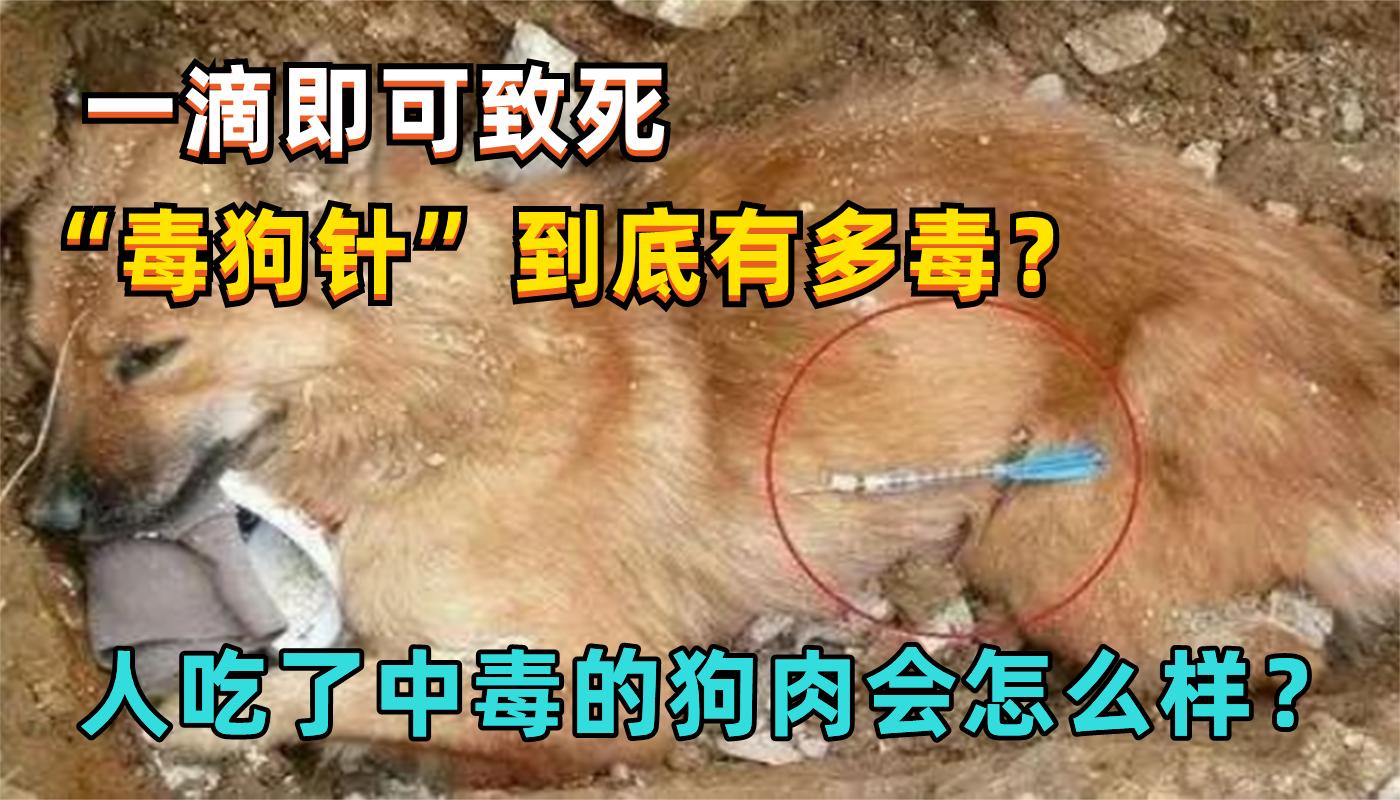 一滴即可致死,“毒狗针”到底有多毒?人吃了中毒的狗肉会怎样?