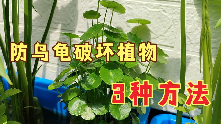 乌龟缸里种水草植物,总被龟破坏怎么办?有三种方法可避免被龟吃