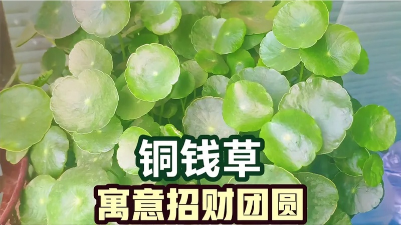 湛江农村路边的铜钱草,寓意招财团圆,摆放庭院或办公室均宜