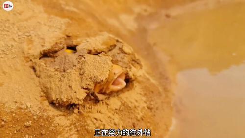高超捕鱼技巧?大叔在河边发现洞里面有很多鱼,最后抓了几十条鱼
