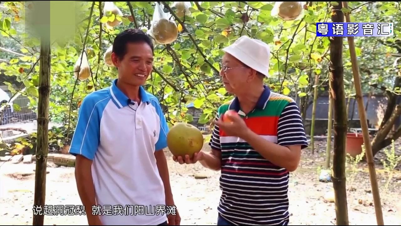 广东清远特产阳山洞冠梨,一个梨子有柚子那么大,而且抗氧化性能好,来...
