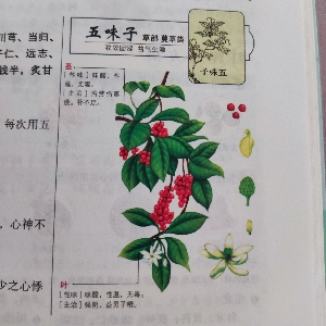 中医自学足迹 