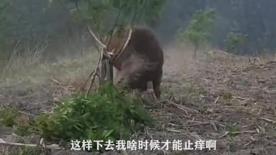 搞笑视频:我没有破坏树木,我就想挠个痒痒