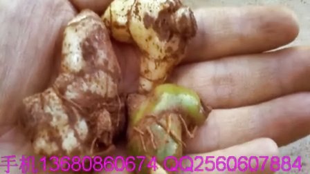 白芨的功效与作用
