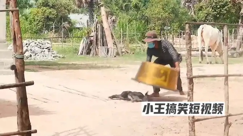 狗子被一口大塑料盆筐住了,撞得塑料盆哐当响!狗狗搞笑视频