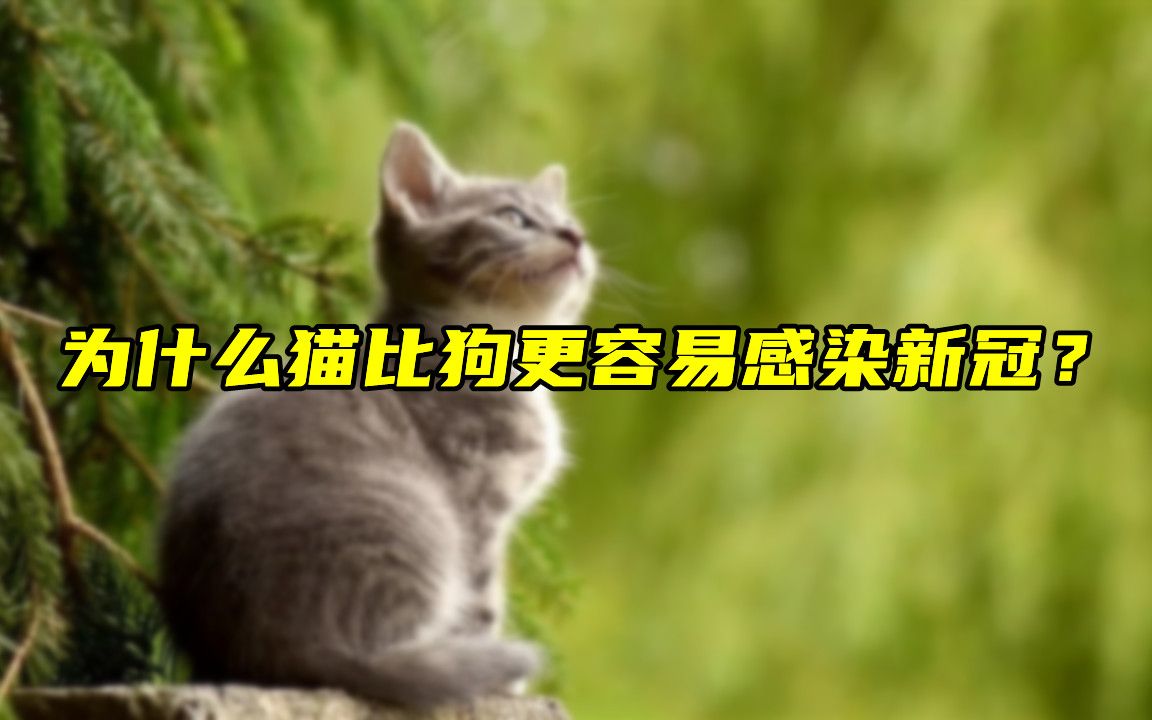 主人确诊后,哈尔滨3只猫检测出阳性,为何猫比狗更易感染新冠?