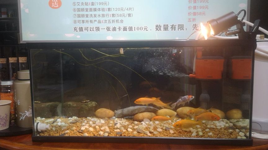 自制鱼缸过滤桶养出空气缸了