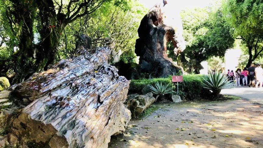 世界罕见的“树化玉”:产自中生代侏罗纪,距今一亿五千万年。