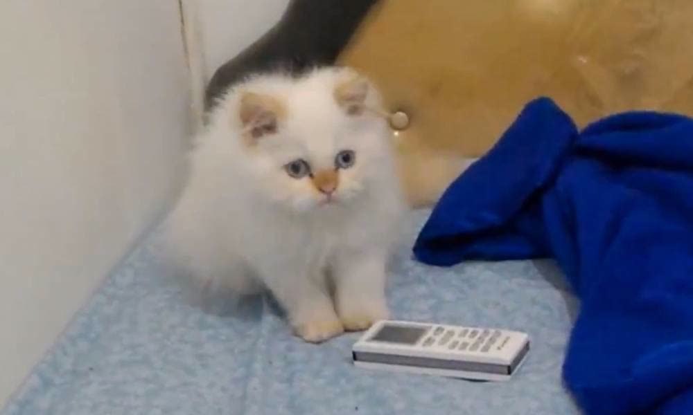 喜马拉雅猫,具有波斯猫的风情和蓝眼睛