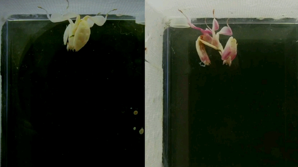 兰花螳螂饲养记录,对比转龄与羽化的过程。