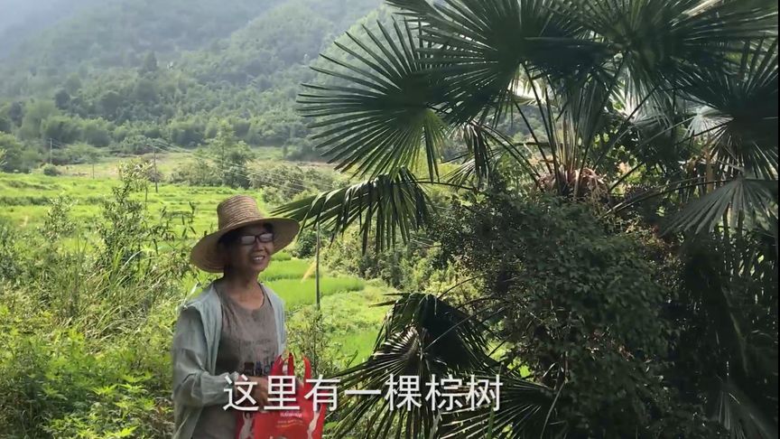 农村随处可见的棕树，用处真不少，花能炒肉结籽还能泡水喝
