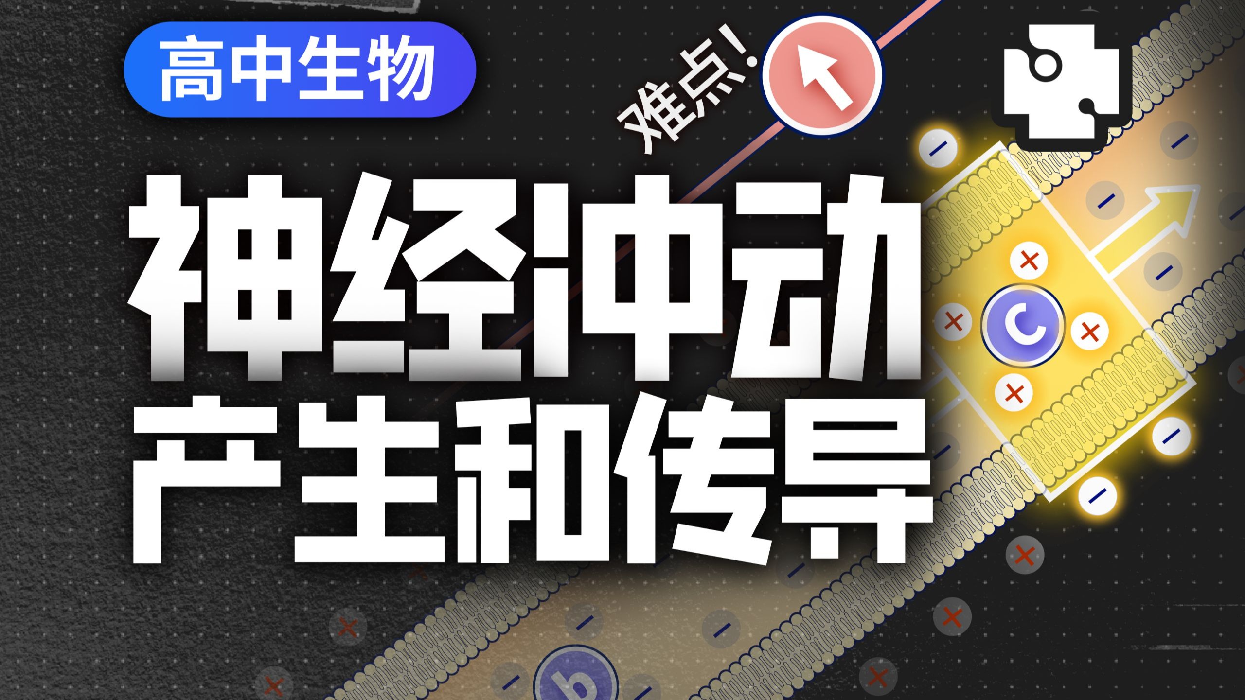 【高中生物】选必一难点:神经上电流计指针偏转问题