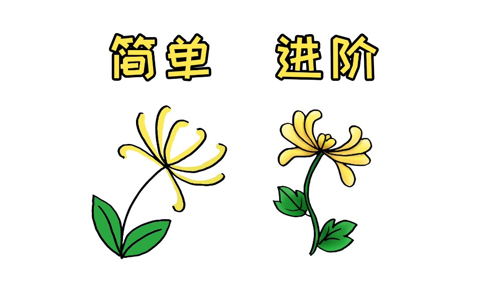 小学生菊花简笔画,简单易画